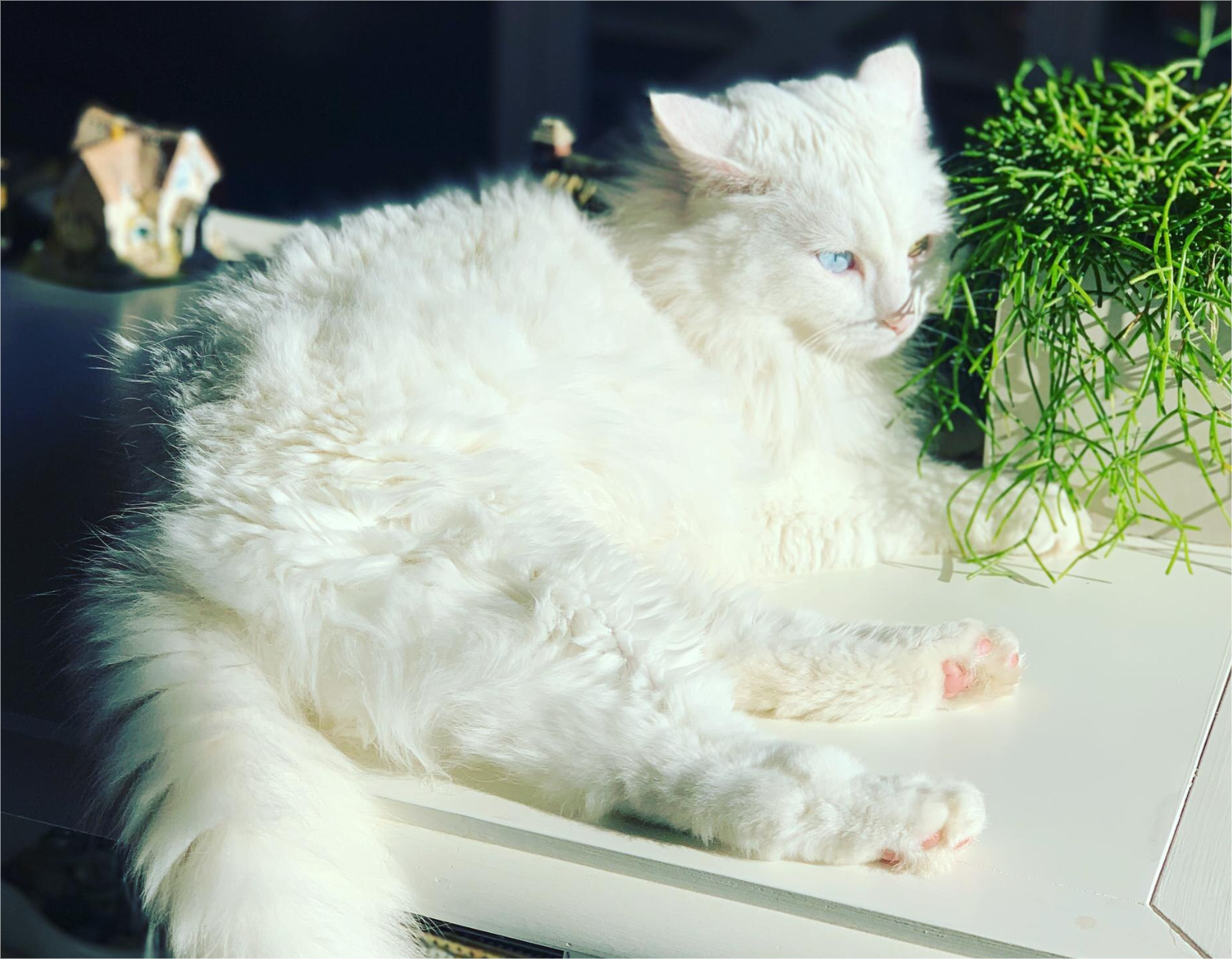 Kot turecka angora – wszystko, co musisz wiedzieć o tej rasie | Sklep ...