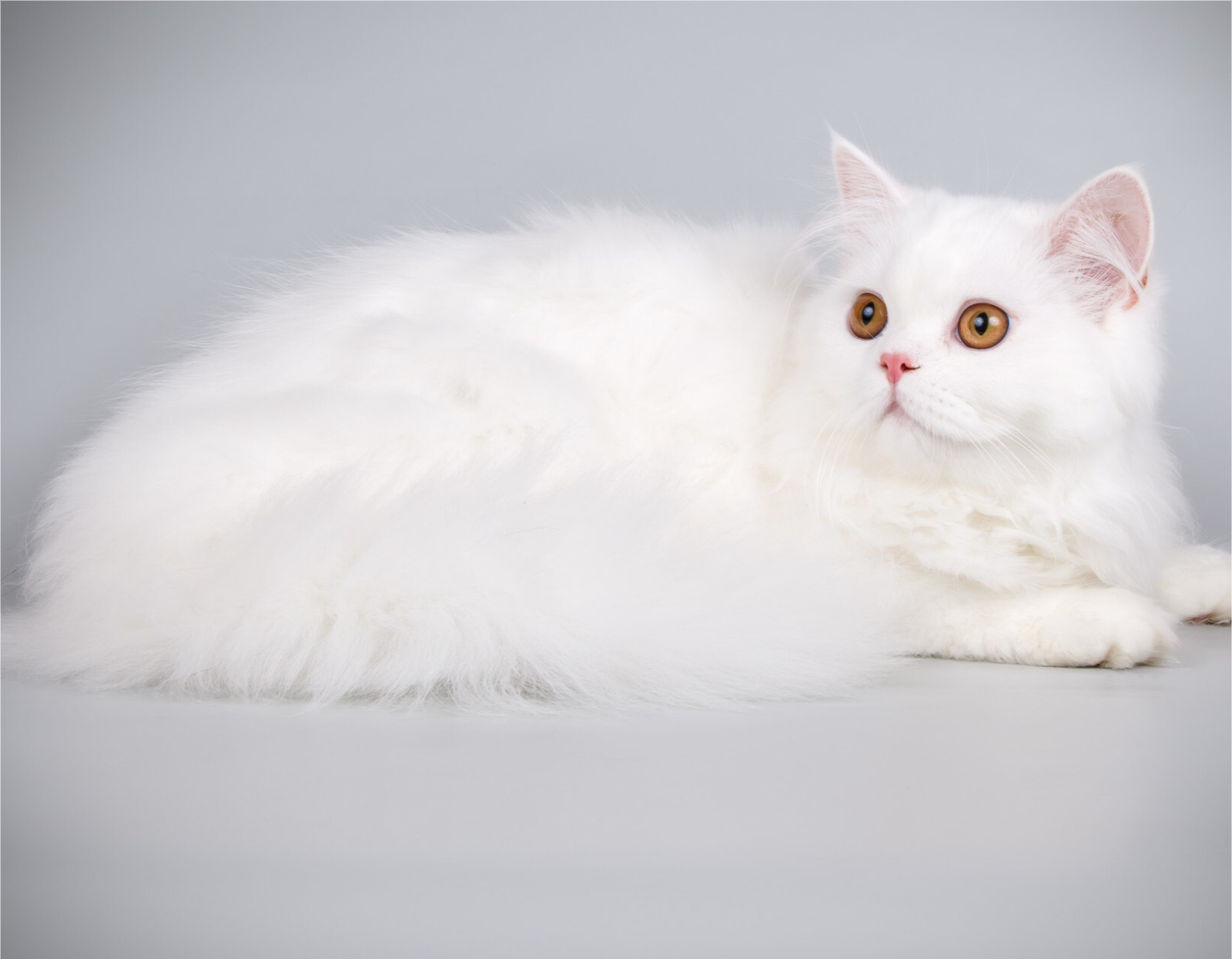 Kot turecka angora – wszystko, co musisz wiedzieć o tej rasie | Sklep ...