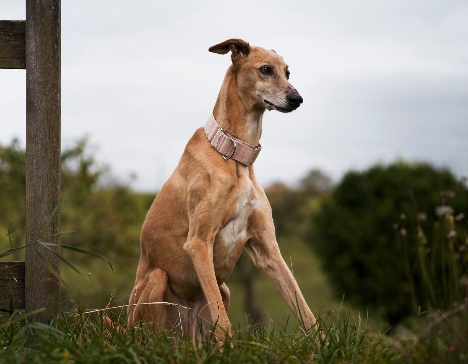 Whippet – wszystko, co musisz wiedzieć o tej wyjątkowej rasie psa ...