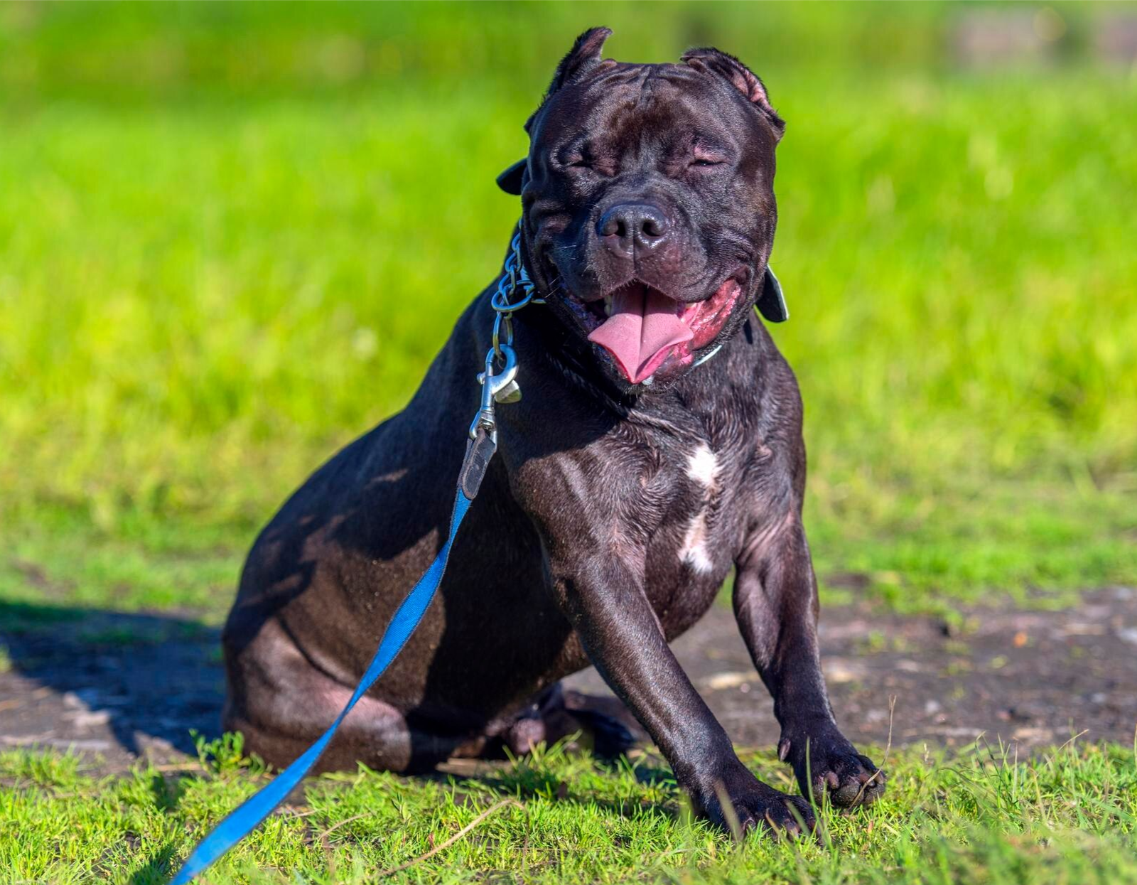Szczeniaki Bandog – charakter, wychowanie i pielęgnacja tej wyjątkowej ...