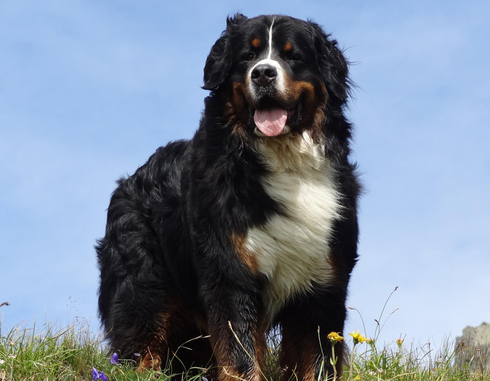 Berneński Pies Pasterski – Opis Rasy, Pielęgnacja i Wychowanie | Sklep Zoologiczny Online 4yourpet