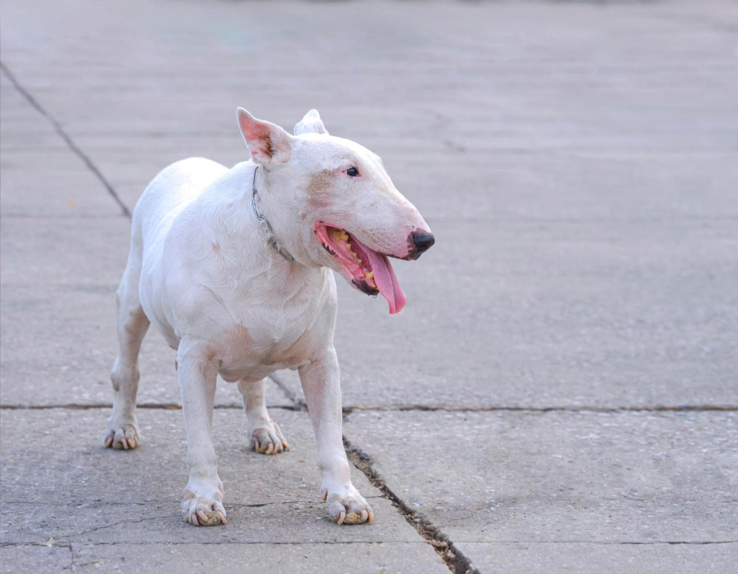 Bulterier: Charakter, Wychowanie i Ciekawostki o Rasie | Sklep ...