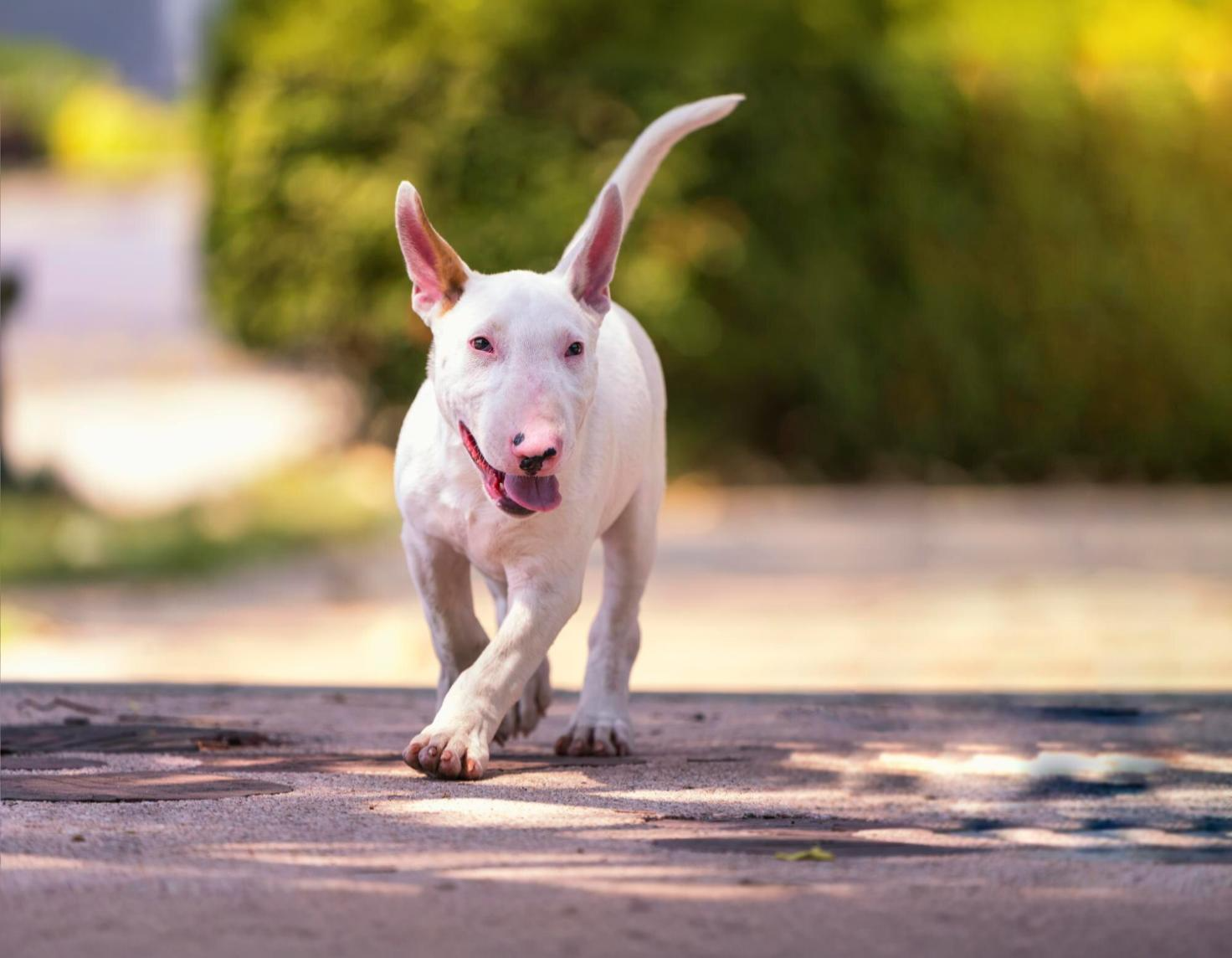 Bulterier: Charakter, Wychowanie i Ciekawostki o Rasie | Sklep ...
