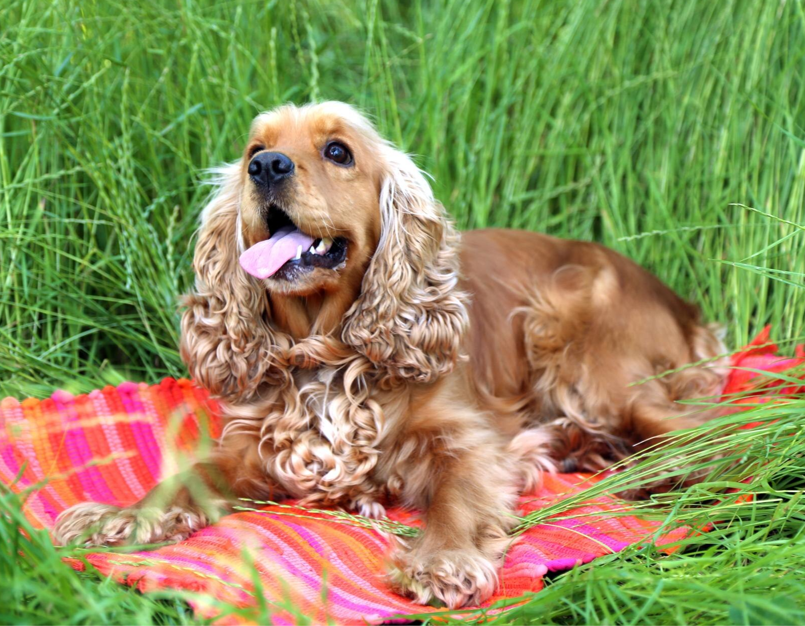 Cocker spaniel – charakter, pielęgnacja i wszystko, co musisz wiedzieć o tej rasie psów | Sklep Zool