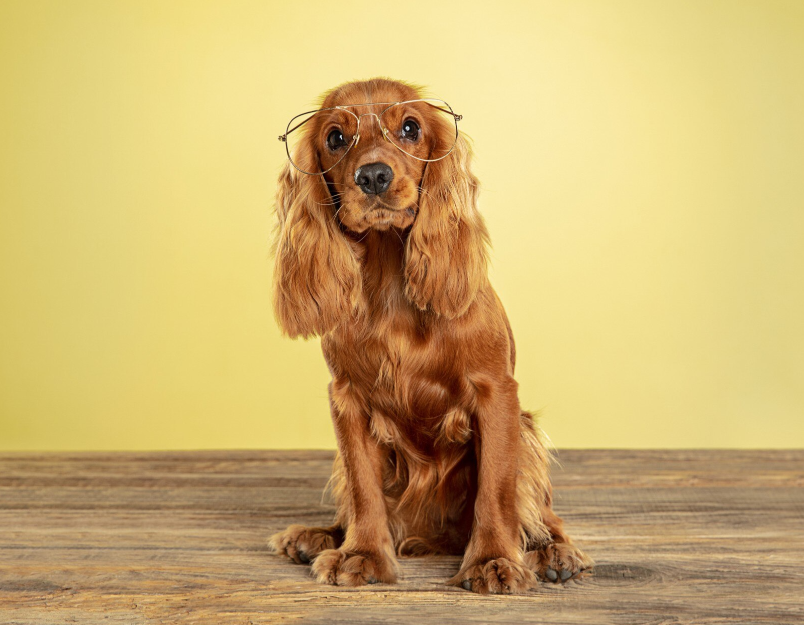 Cocker spaniel – charakter, pielęgnacja i wszystko, co musisz wiedzieć o tej rasie psów | Sklep Zool