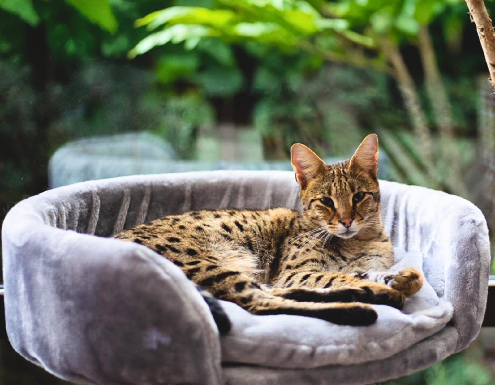 Duże rasy kotów – poznaj największe koty domowe idealne do mieszkania ...