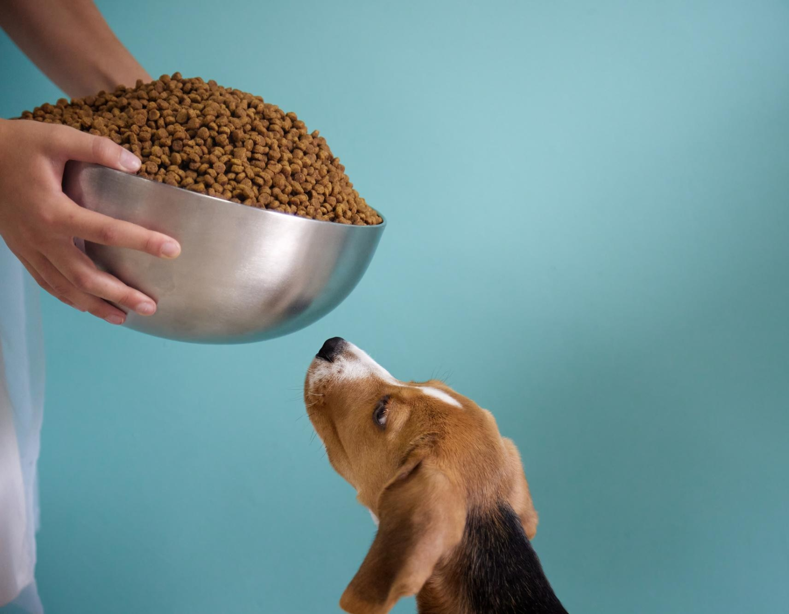 Najlepsze karmy hipoalergiczne dla psa – kiedy warto je stosować? | Sklep Zoologiczny Online 4yourpe