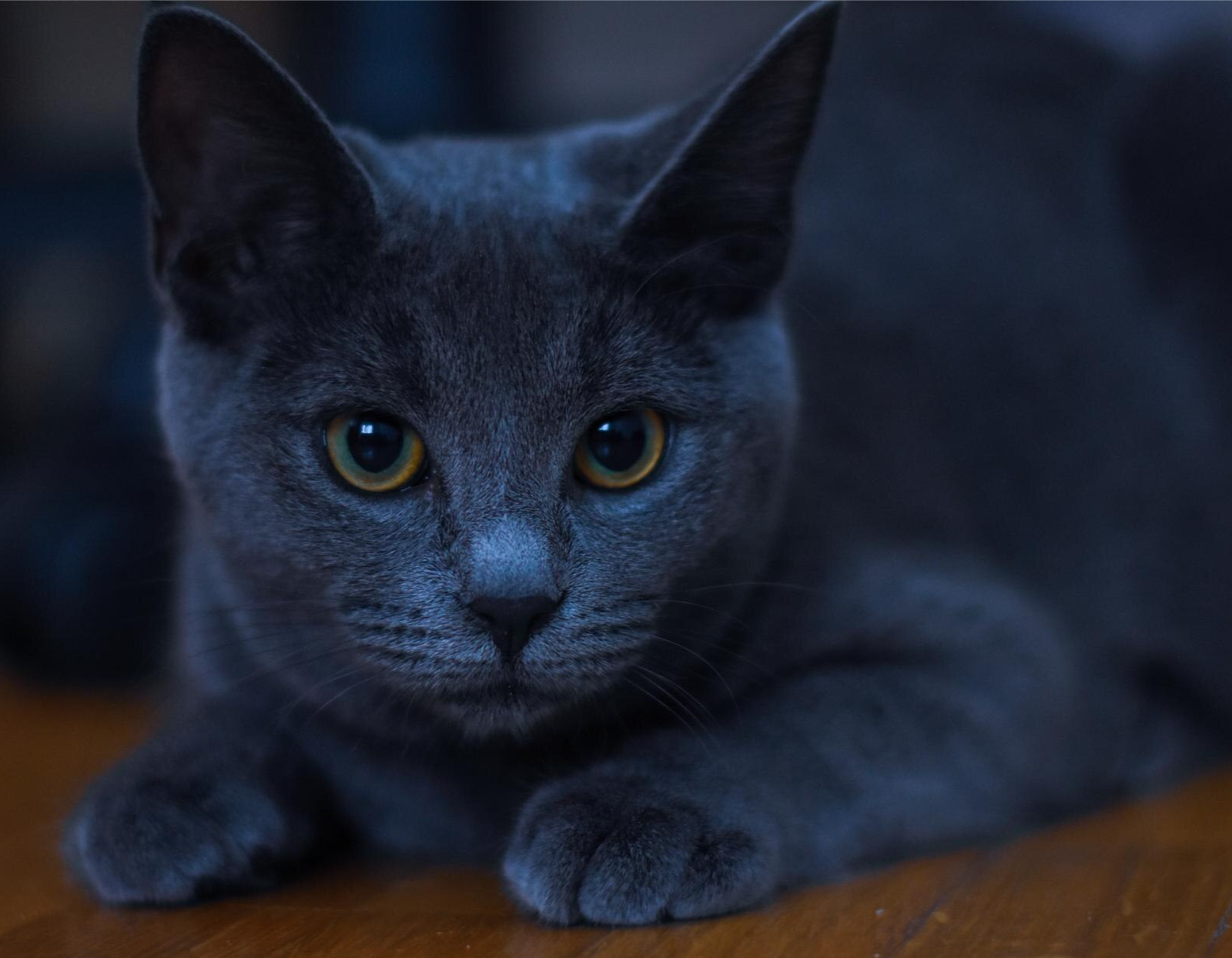Kot Rosyjski Niebieski: Opis Rasy, Charakter i Ciekawostki | Sklep ...