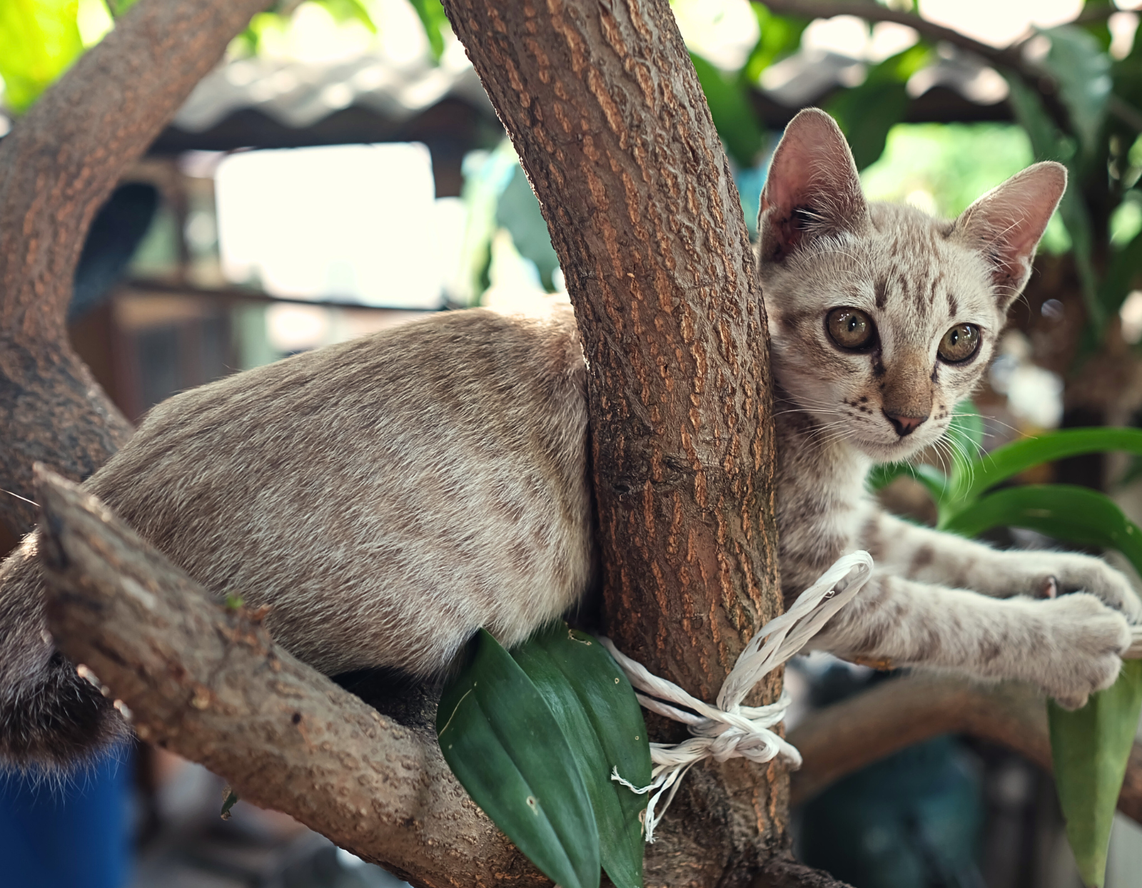 Kot singapurski – charakter, wygląd, cena i hodowla najmniejszej rasy ...