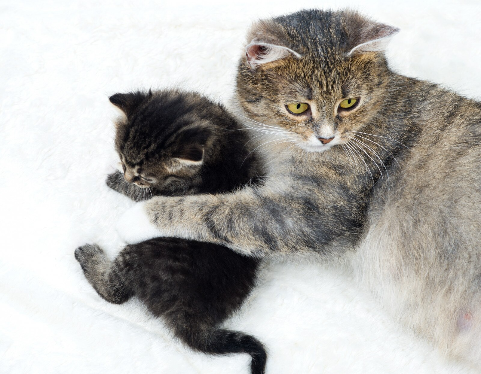 Jak rozpoznać płeć kota? Sprawdź, czy Twój pupil to kotka czy kocur ...