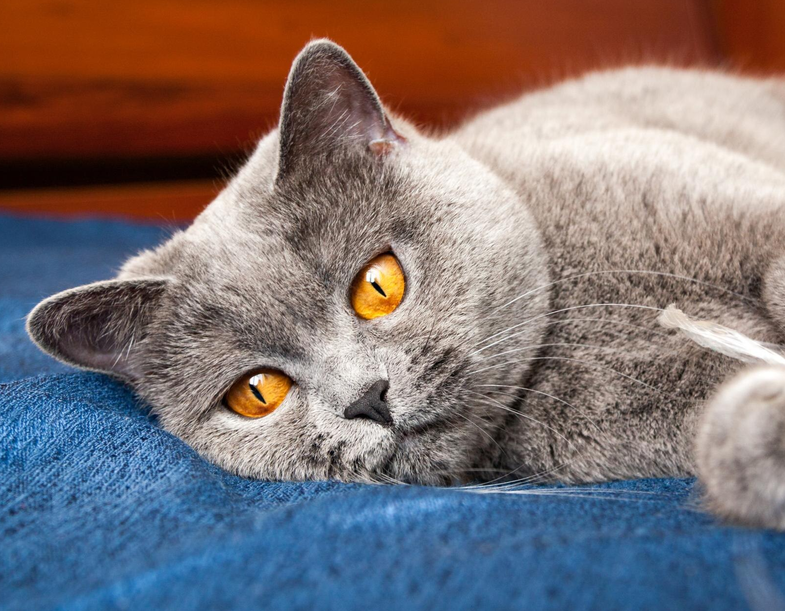 Kot Brytyjski Krótkowłosy – Charakter, Pielęgnacja i Porady dla Właścicieli | Sklep Zoologiczny Onli