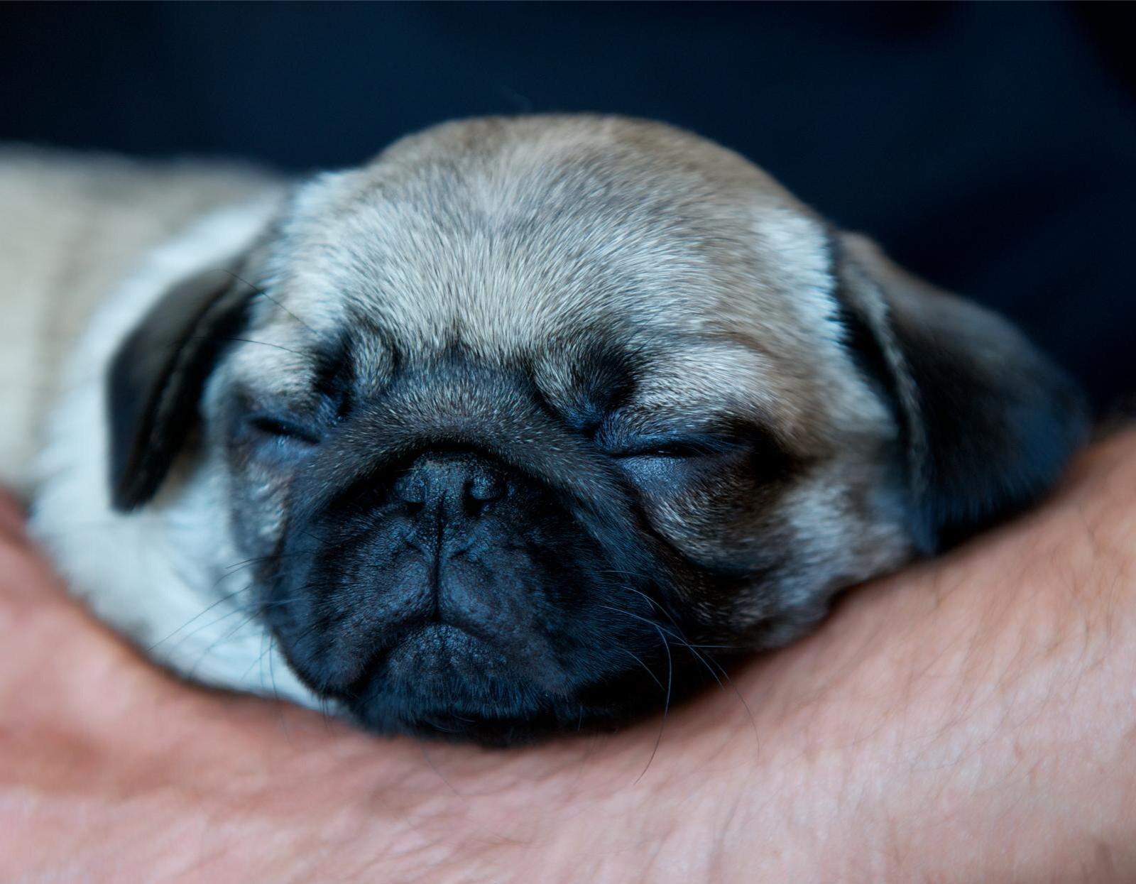 Szczeniaki mops – charakter, pielęgnacja i porady dla właścicieli ...
