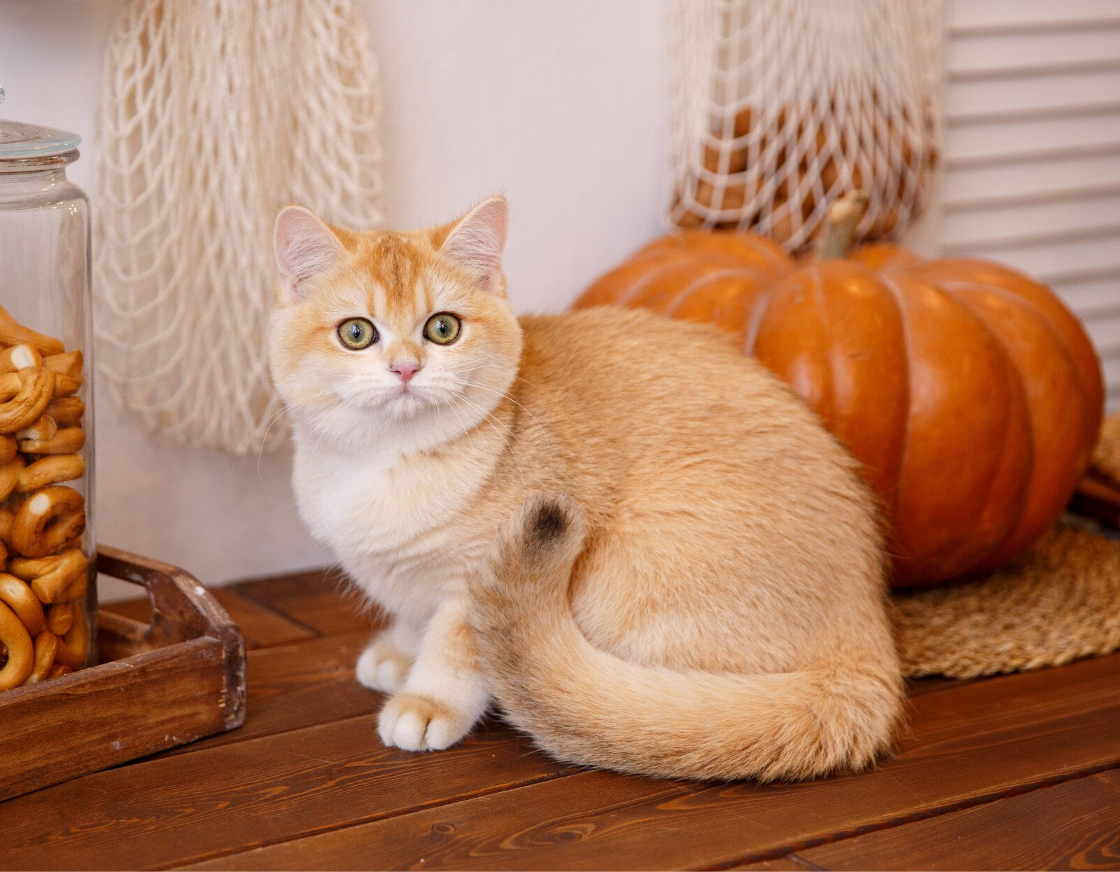 Kot munchkin – opis rasy, charakter i wymagania pielęgnacyjne | Sklep ...