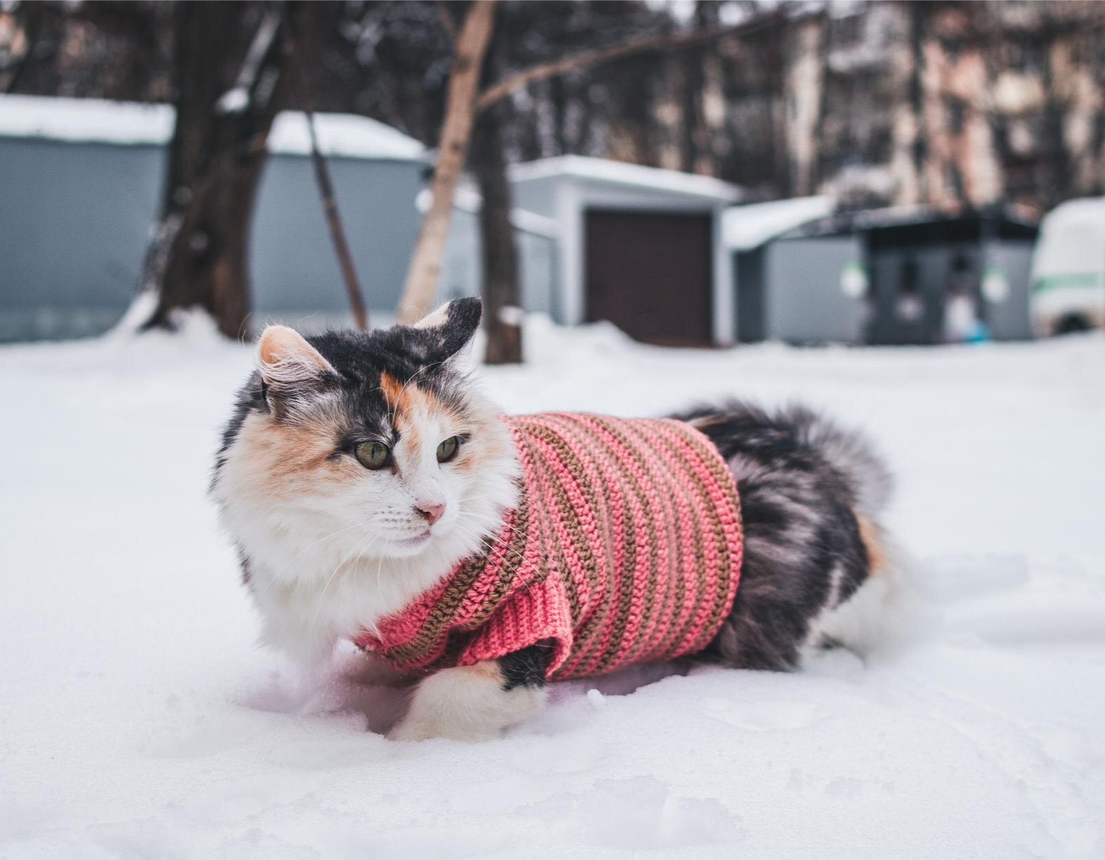 Kot munchkin – opis rasy, charakter i wymagania pielęgnacyjne | Sklep ...