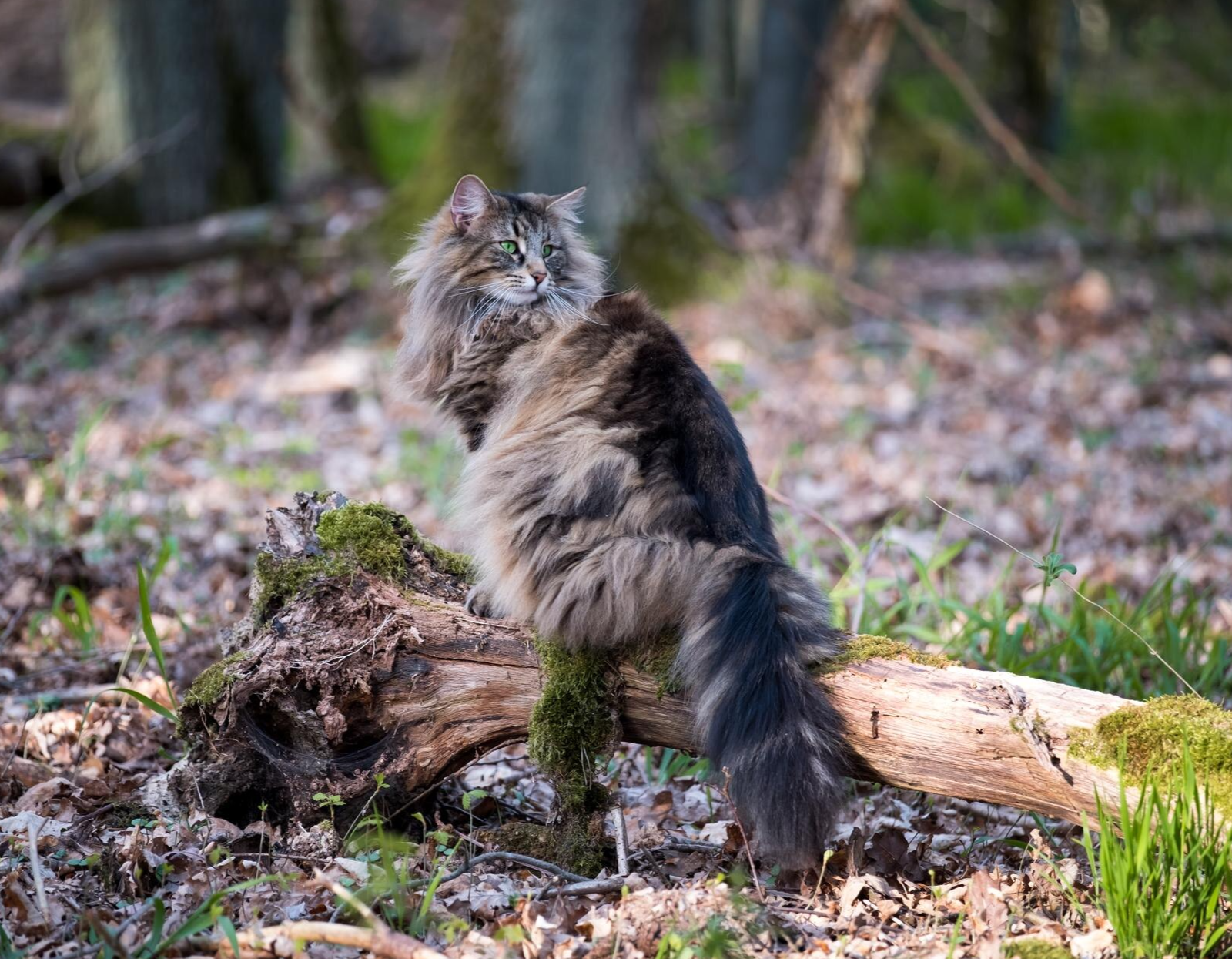 Kot norweski leśny – wszystko, co musisz wiedzieć przed zakupem | Sklep Zoologiczny Online 4yourpet