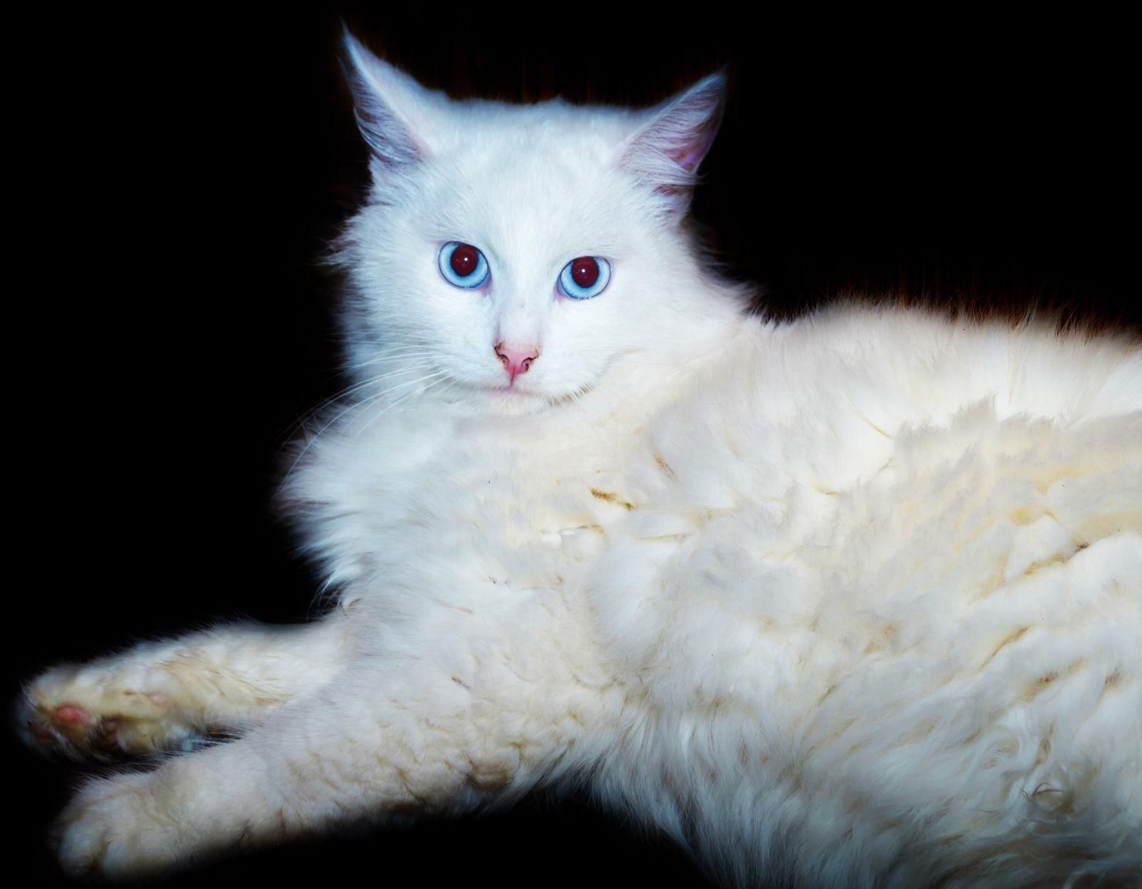 Kot Turecki Van: Opis Rasy, Pielęgnacja i Najważniejsze Informacje ...