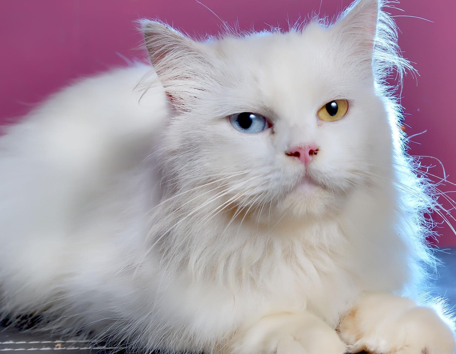 Kot Turecki Van: Opis Rasy, Pielęgnacja i Najważniejsze Informacje ...