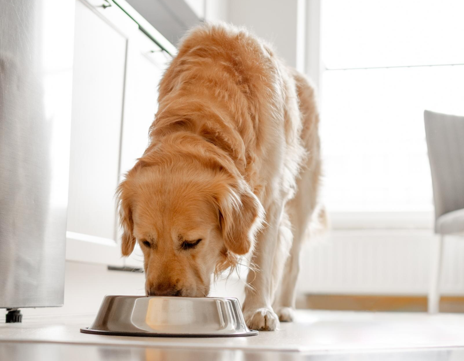 Żywienie psa: ile karmy dziennie i jak dobrać odpowiednią porcję? | Sklep Zoologiczny Online 4yourpe